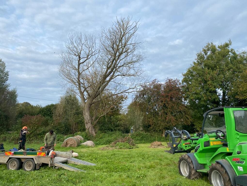 The Dead Willow Monolith - Bruton Tree Care